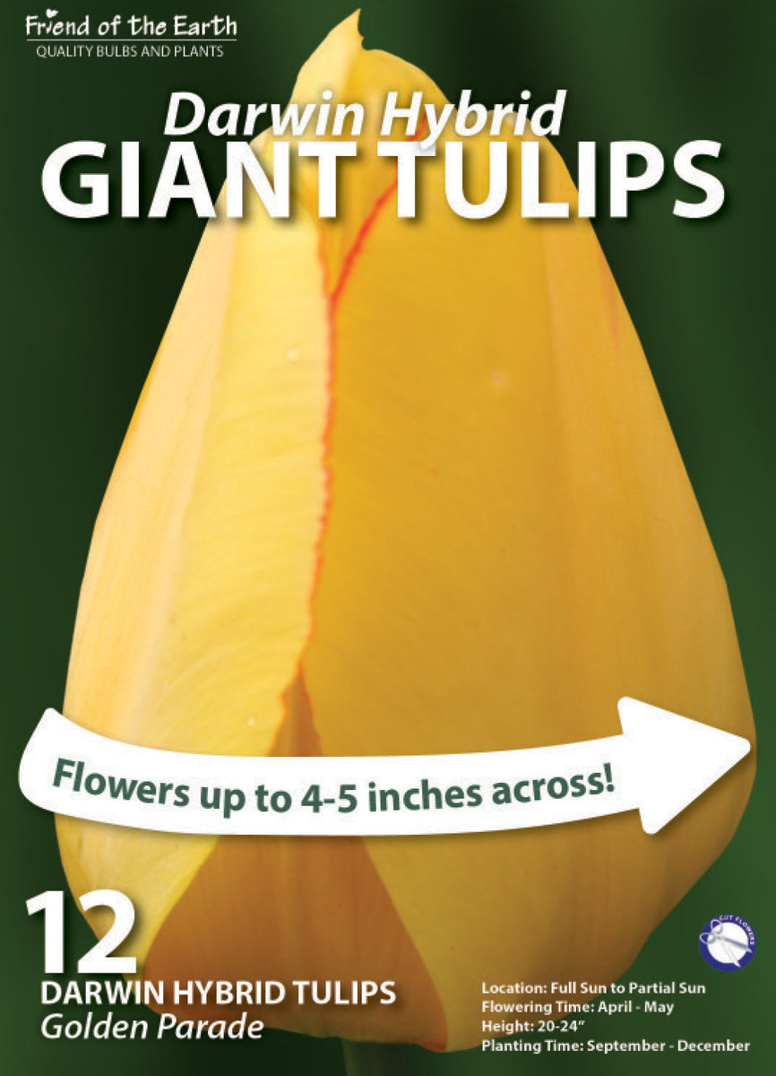 Friend of the Earth Giant Darwin Hybrid Tulips - Unit #14220 – Holland ...
